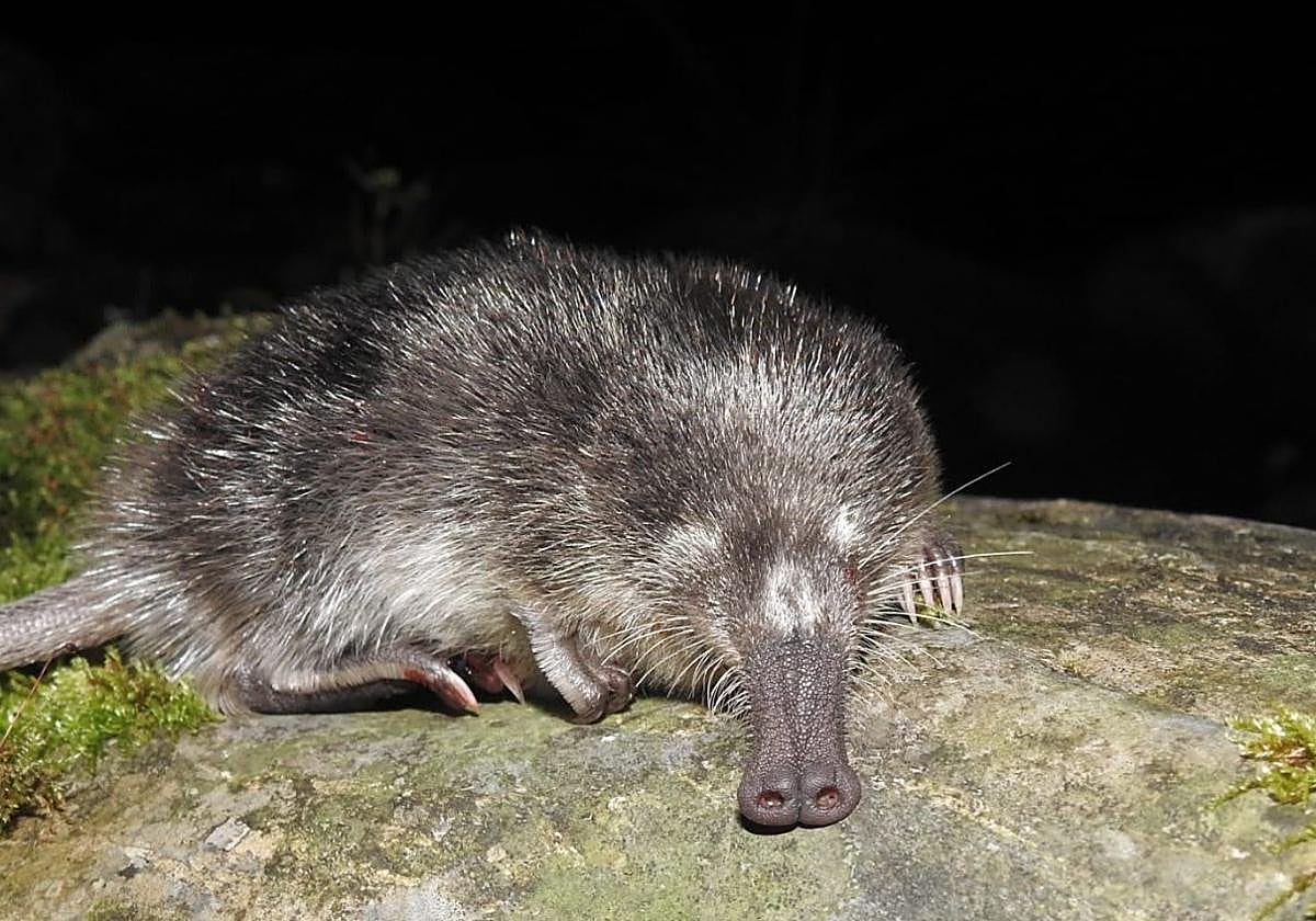 El desmán de los Pirineos, el habitante de un rincón de San Sebastián al borde de la extinción ...